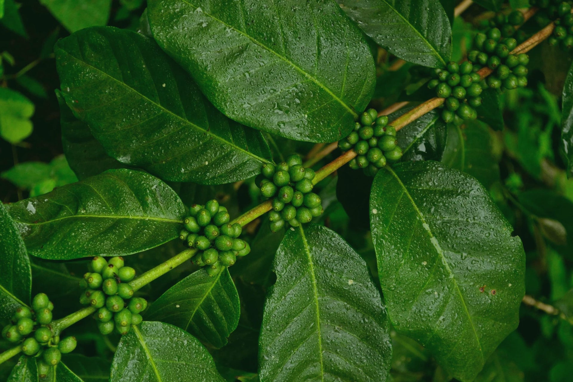 Notre impact – Reunion Coffee Roasters